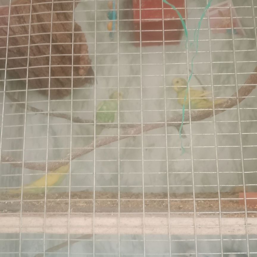 Волнистый попугай