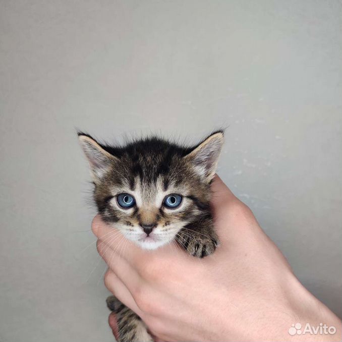 Котенок метис Сибирской кошки
