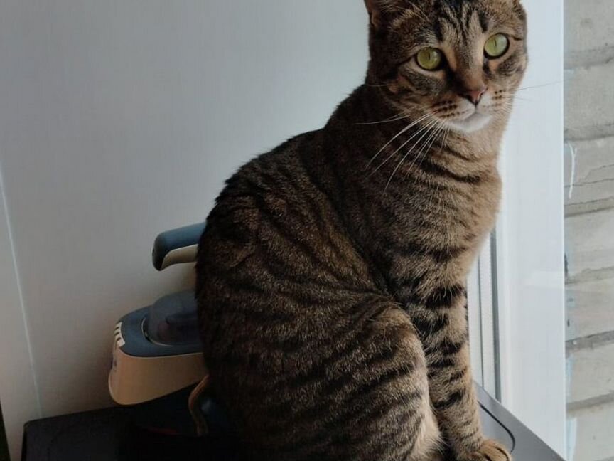Отдам кота в добрые руки