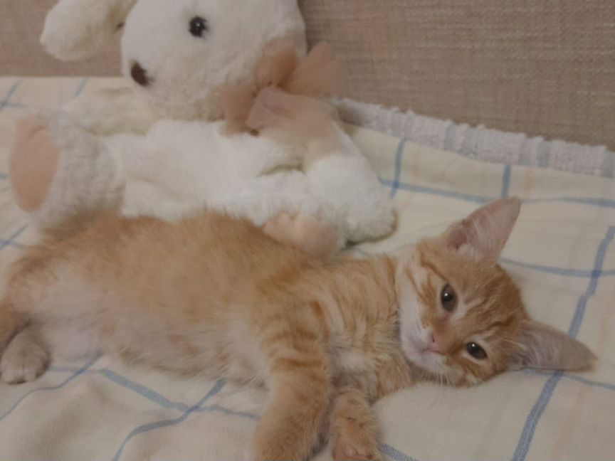 Одна на миллион: рыжая Девочка