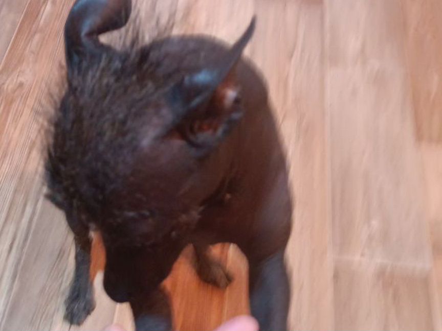 Продаю собаку породы,Шамаханская