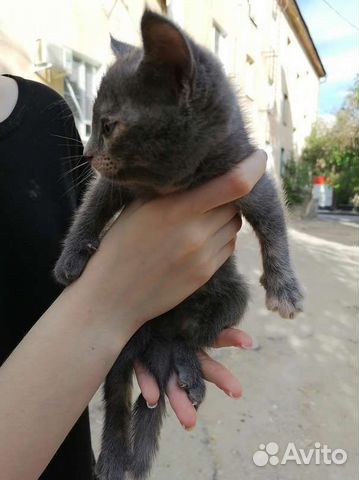 Котёнок