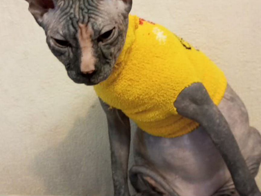 Канадский сфинкс котенок девочка