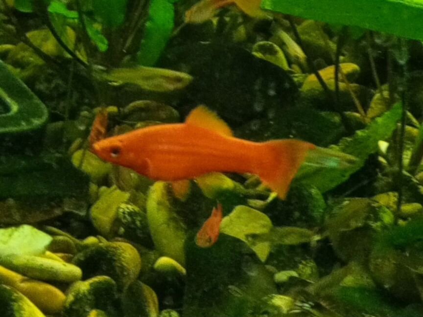 Аквариумные рыбки меченосцы