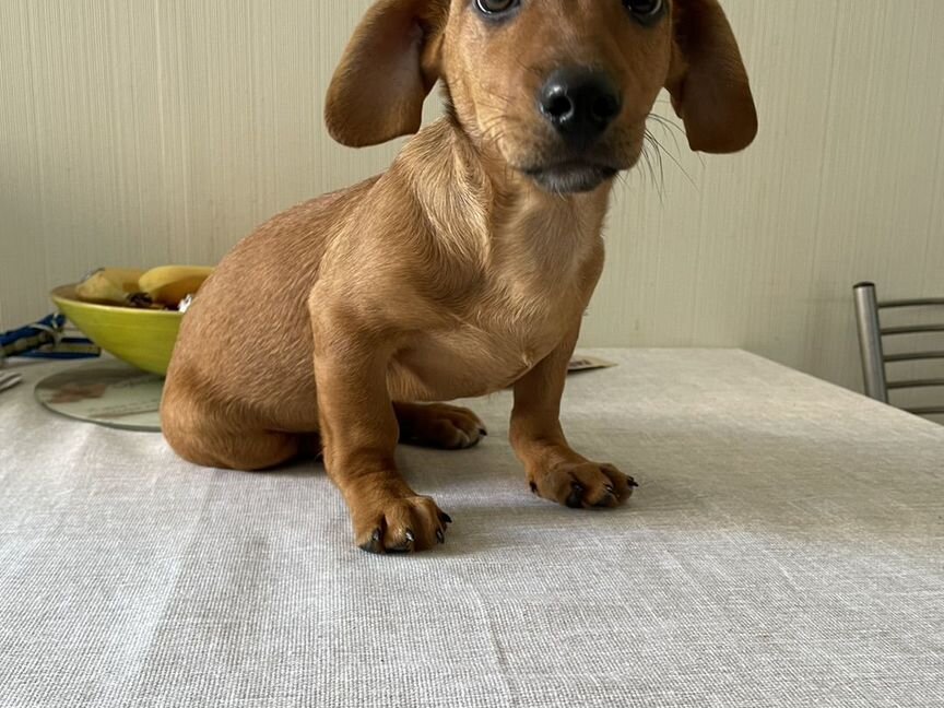 Такса в добрые руки