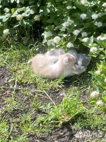 Котята