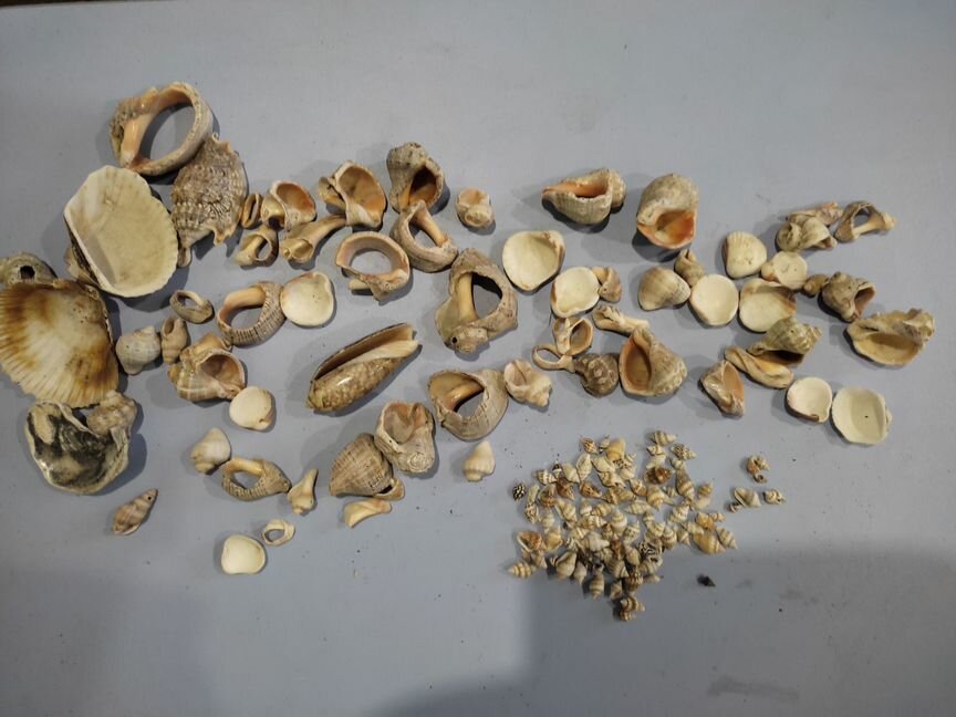 Морские ракушки