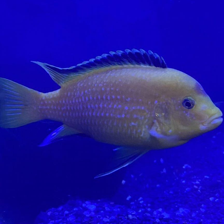 Цихлида колибри