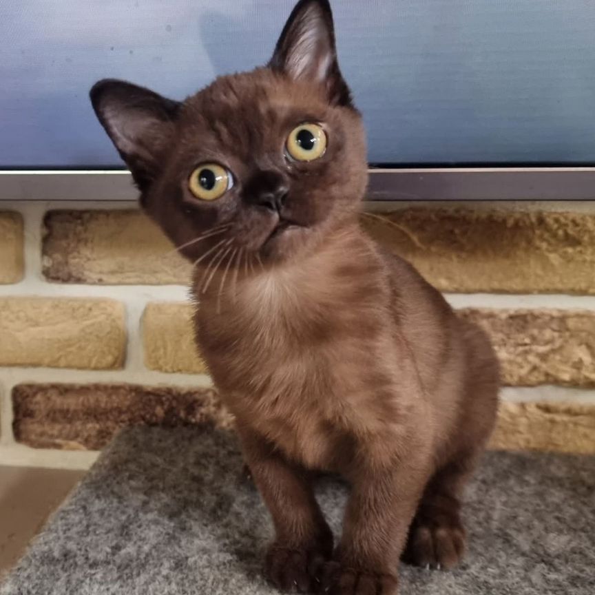 Американский бурманский котёнок