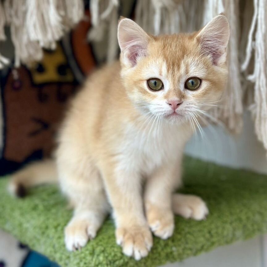 Шотландский прямоухий короткошёрстный котёнок