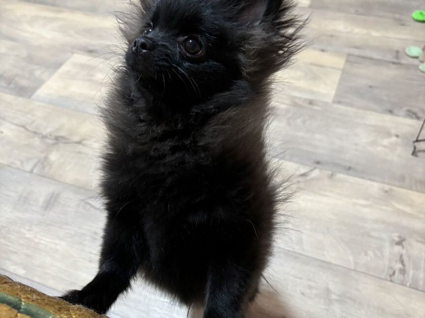 Померанский шпиц мини щенок