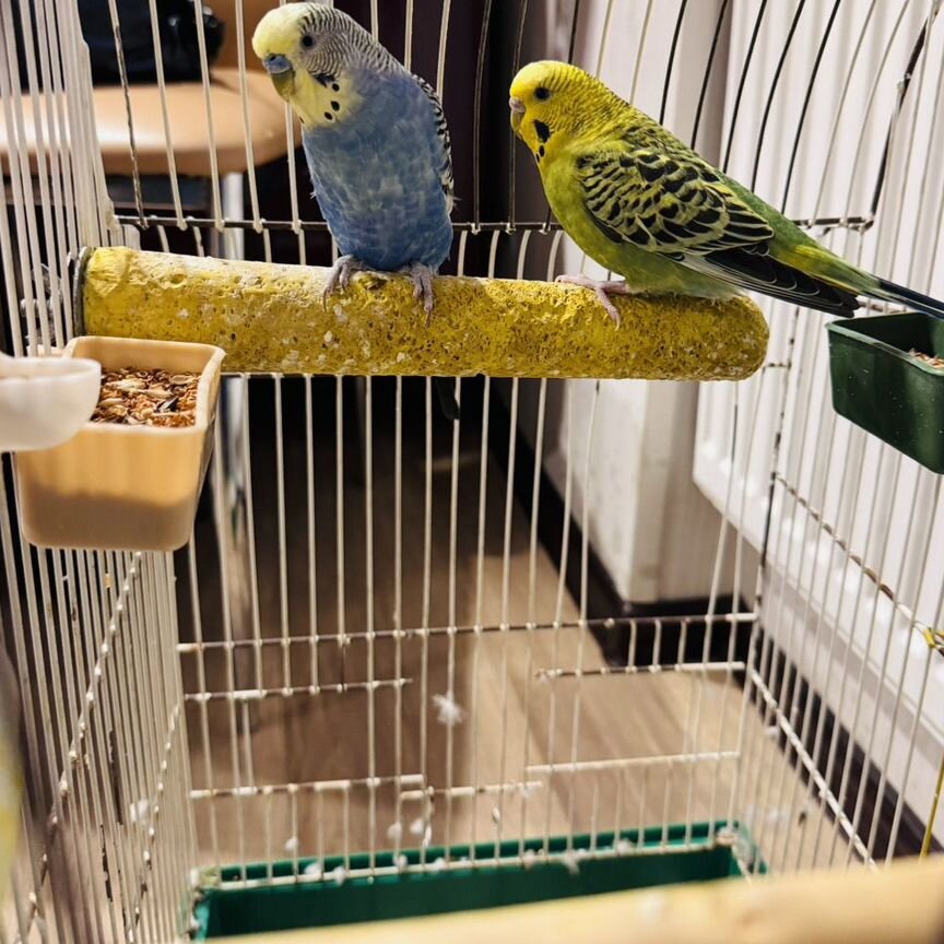 Ручной говорящий попугай