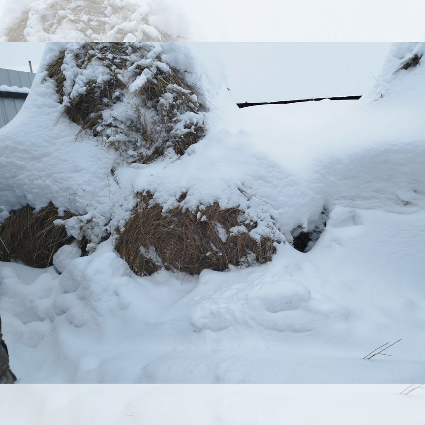 Продам сено в рулонах