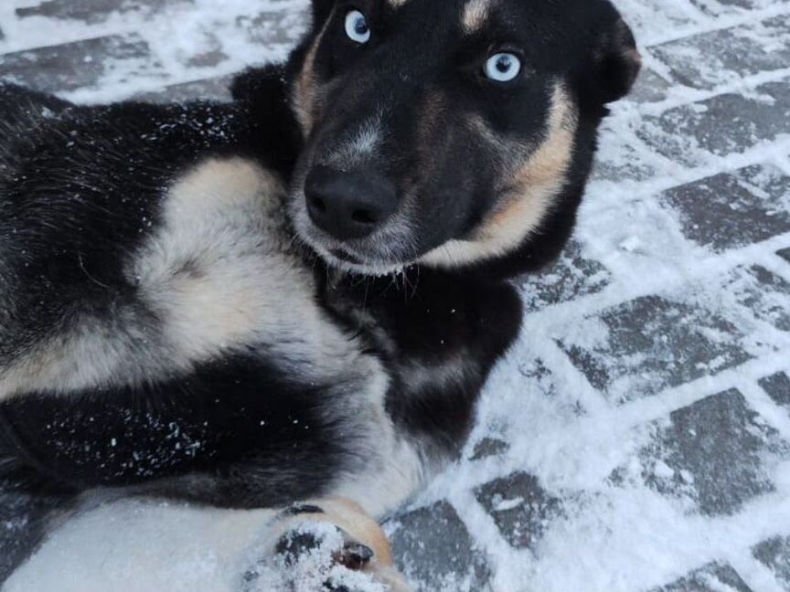 Щенок с глазами цвета небо. Впереди улица, холод и