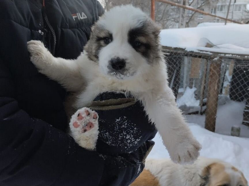 Среднеазиатская овчарка алабай щенки