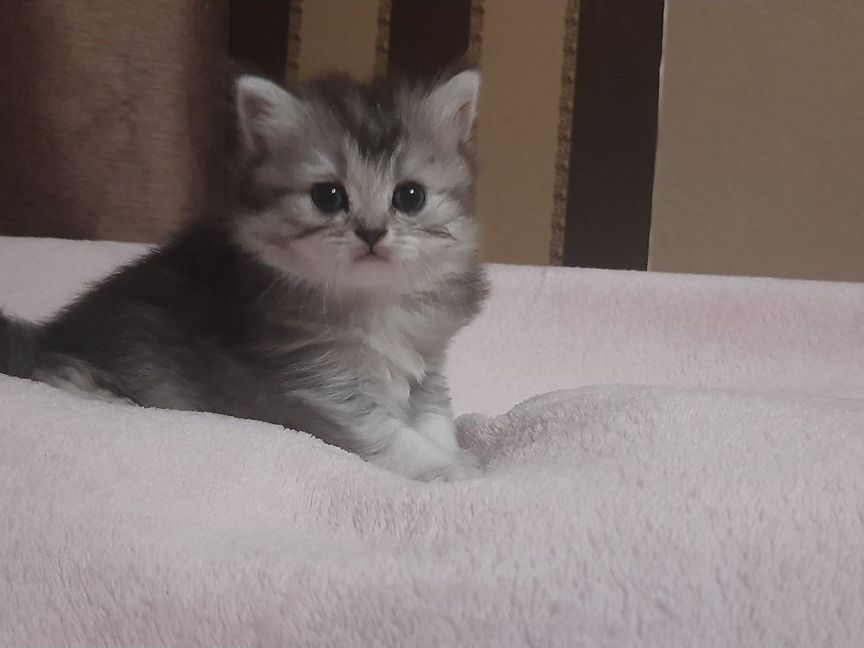 Шотландские новогодние котятки