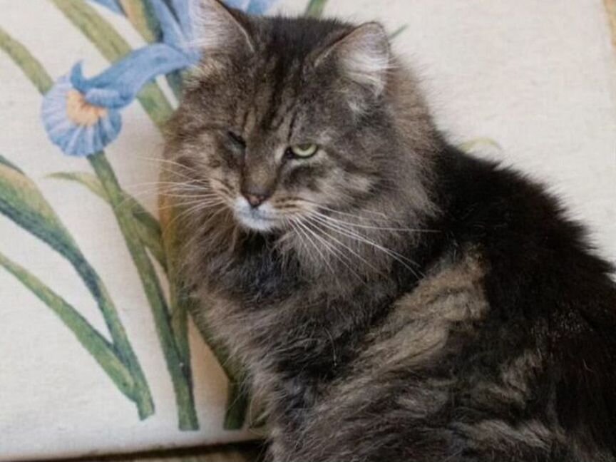 Приютите Герцога Пожилому коту нужен дом