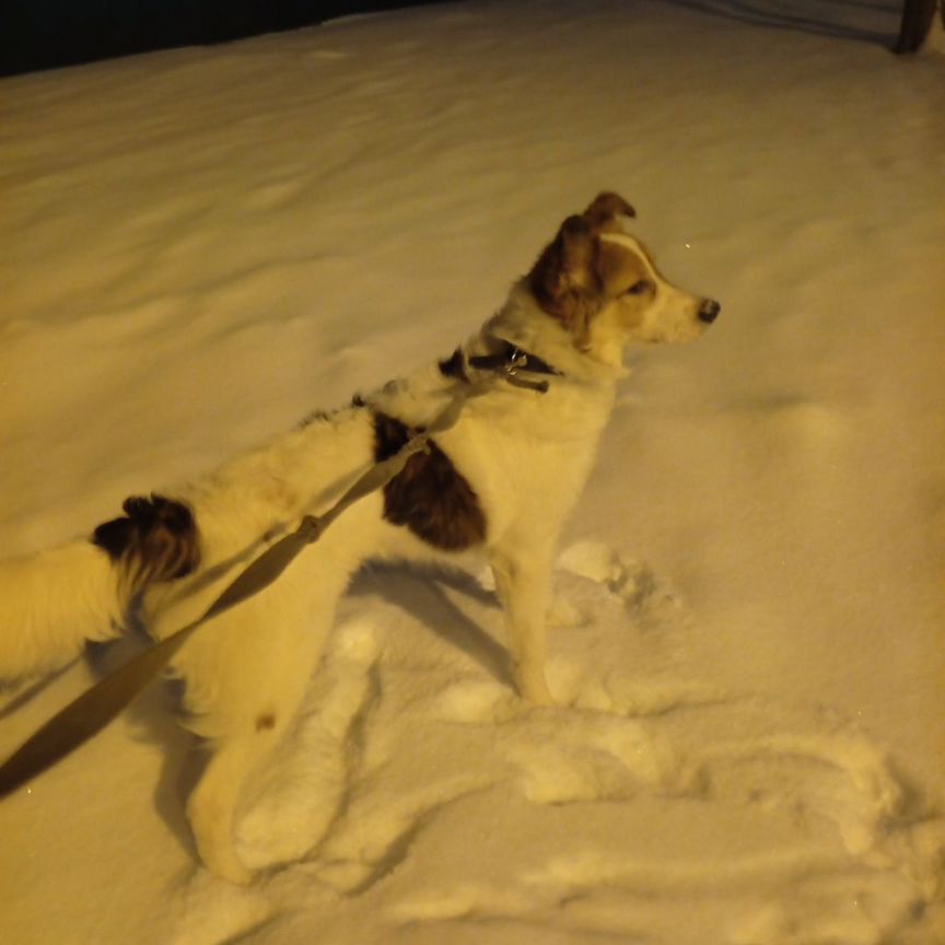 Отдам собаку в добрые руки. Возраст 8-9 месяцев