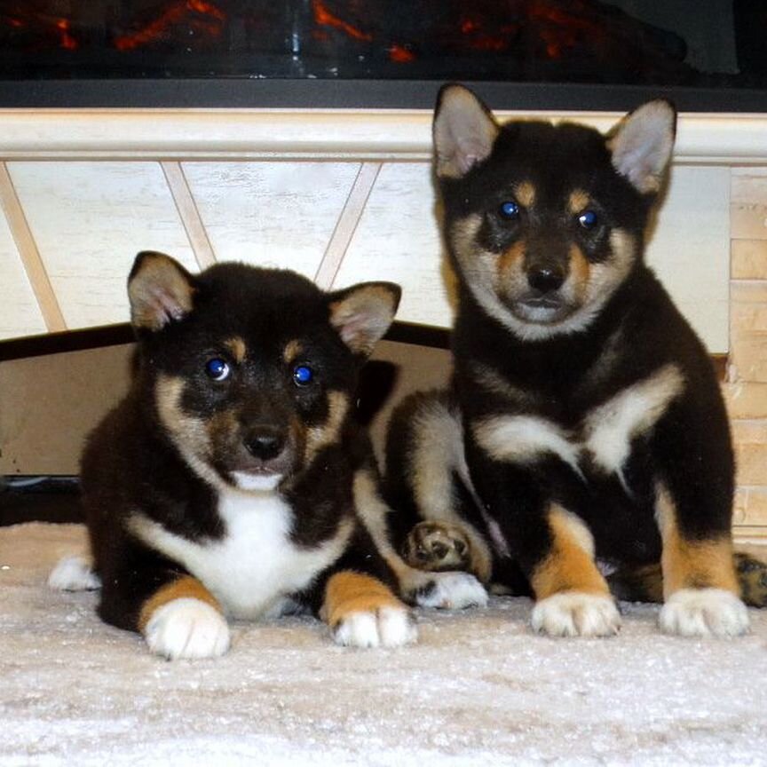 Сиба-ину, щенок