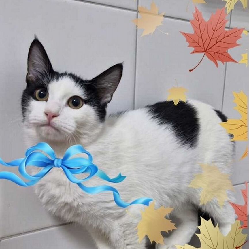 Ласковее кота Вы не найдете точно