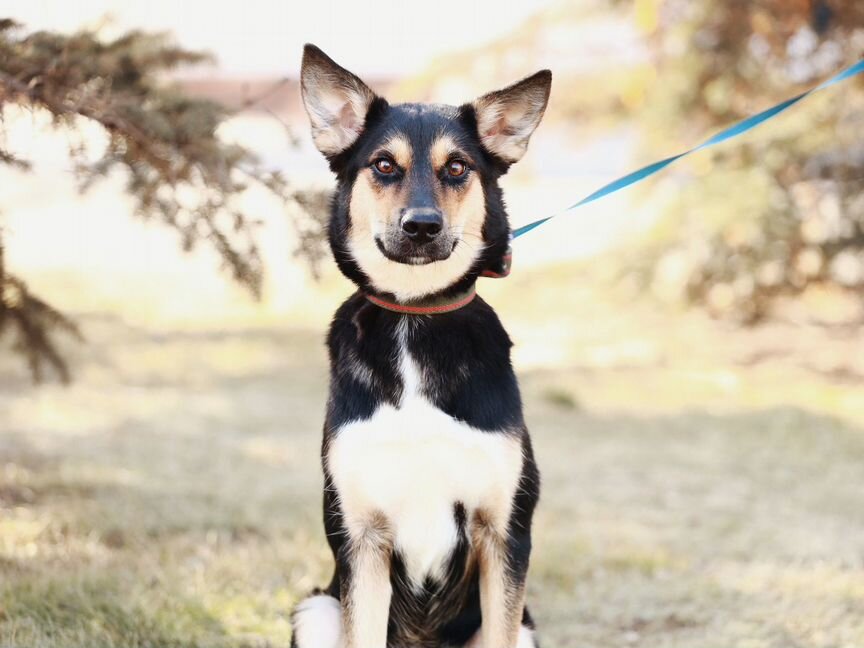 Небольшая Ася ищет добрый дом