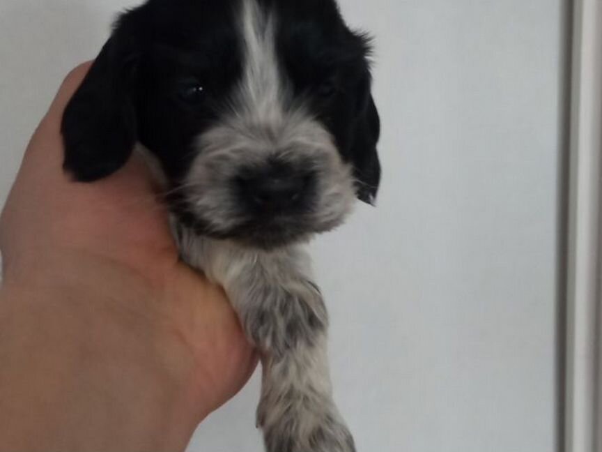 Щенки спаниеля