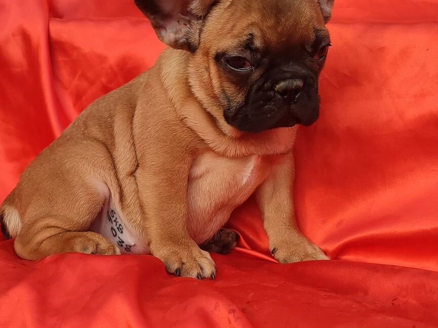 Красная булочка