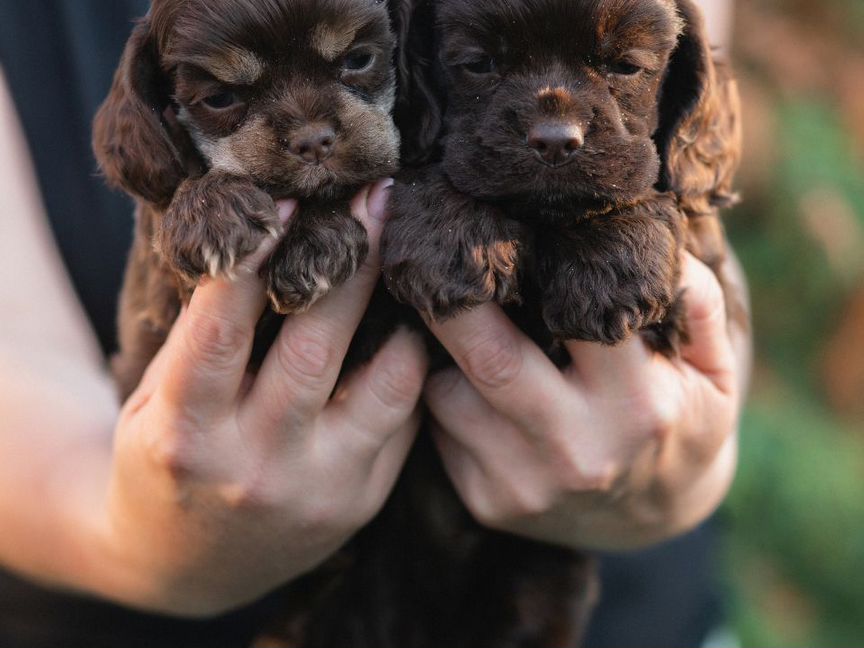 Долгожданные Кокерята