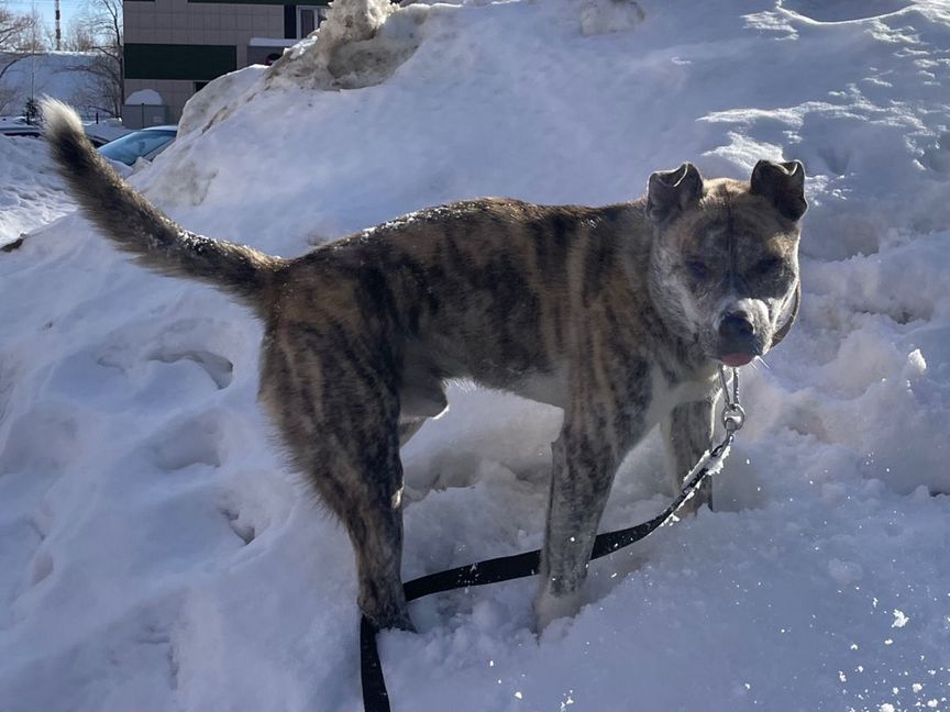 Собака в добрые руки