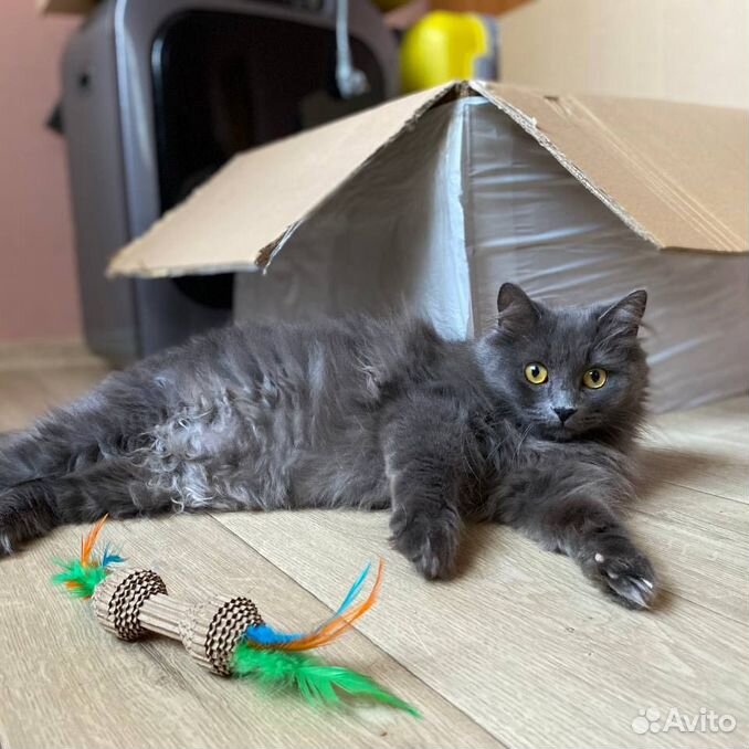 Удивителтная кошечка в добрые руки