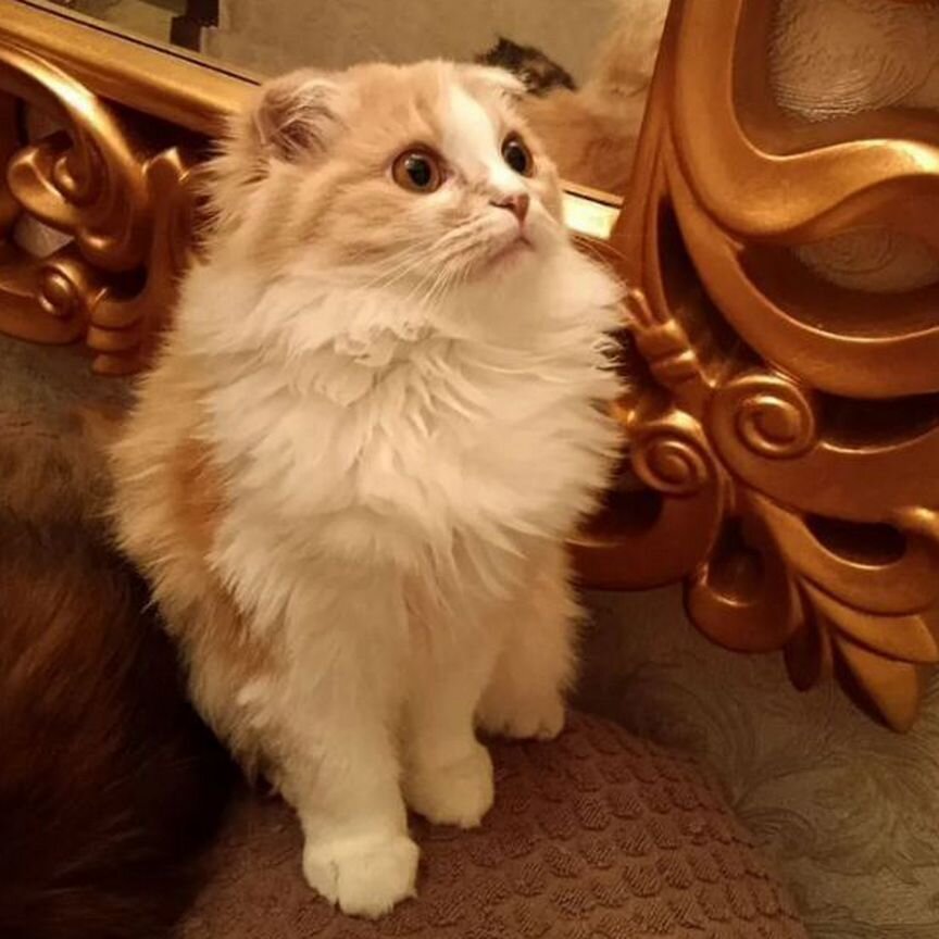 Шотландский вислоухий длинношёрстный кот, взрослый