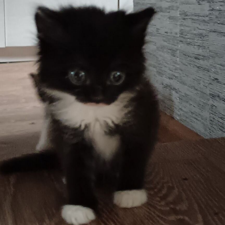 Отдам в добрые руки котят