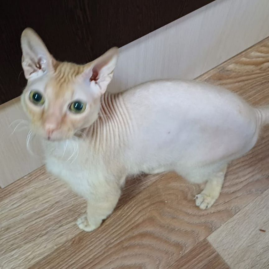 Отдам котиков в добрые руки