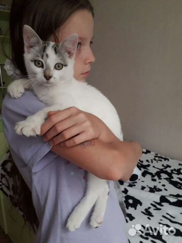 Котёнок в добрые руки