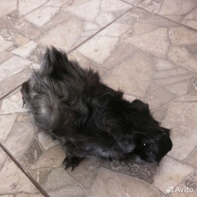 Морская свинка девочка с клеткой