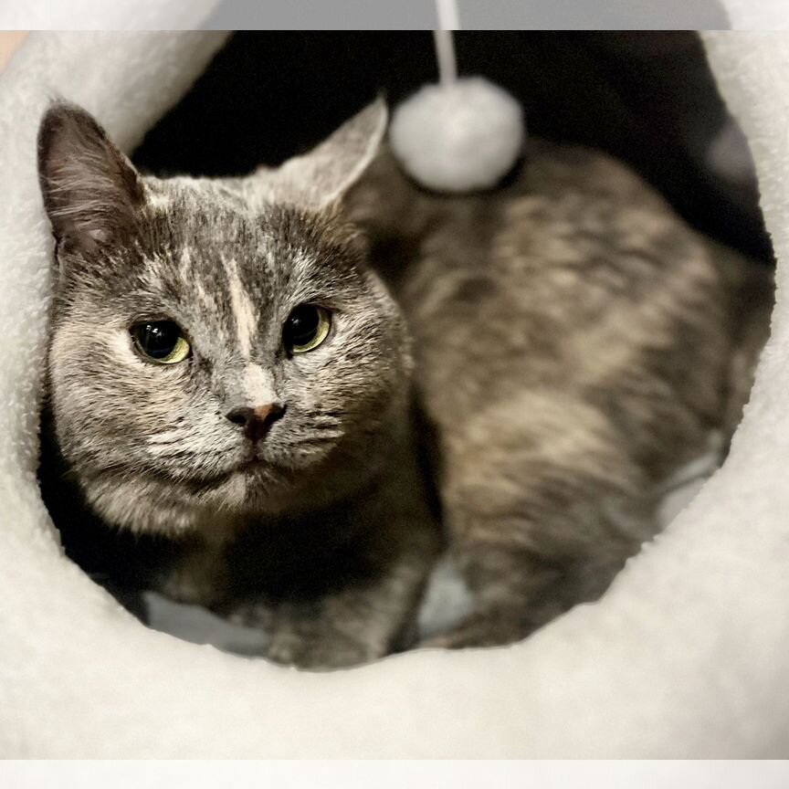 Британская короткошёрстная, взрослая кошка