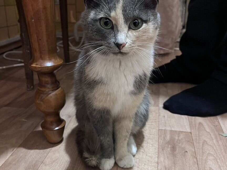 Трехцветная кошечка