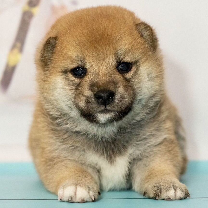 Сиба-ину, щенок