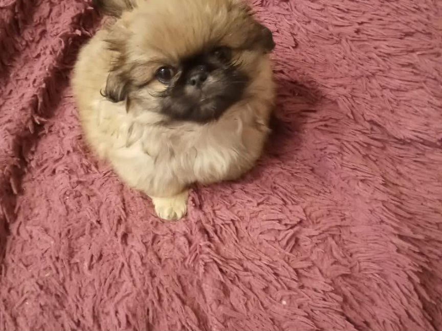 Щенок пекинеса