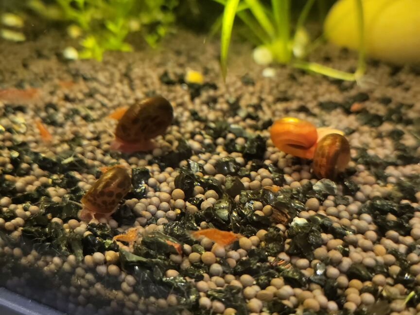 Улитки катушки