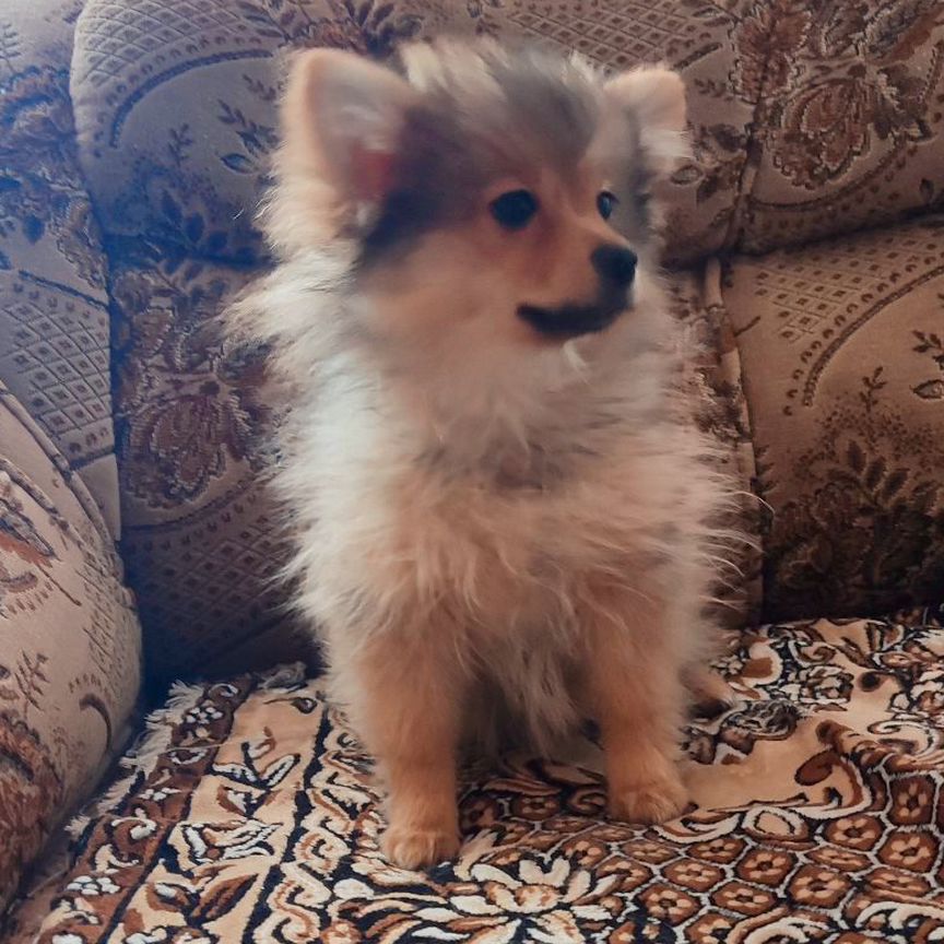 Продам щенков шпиц