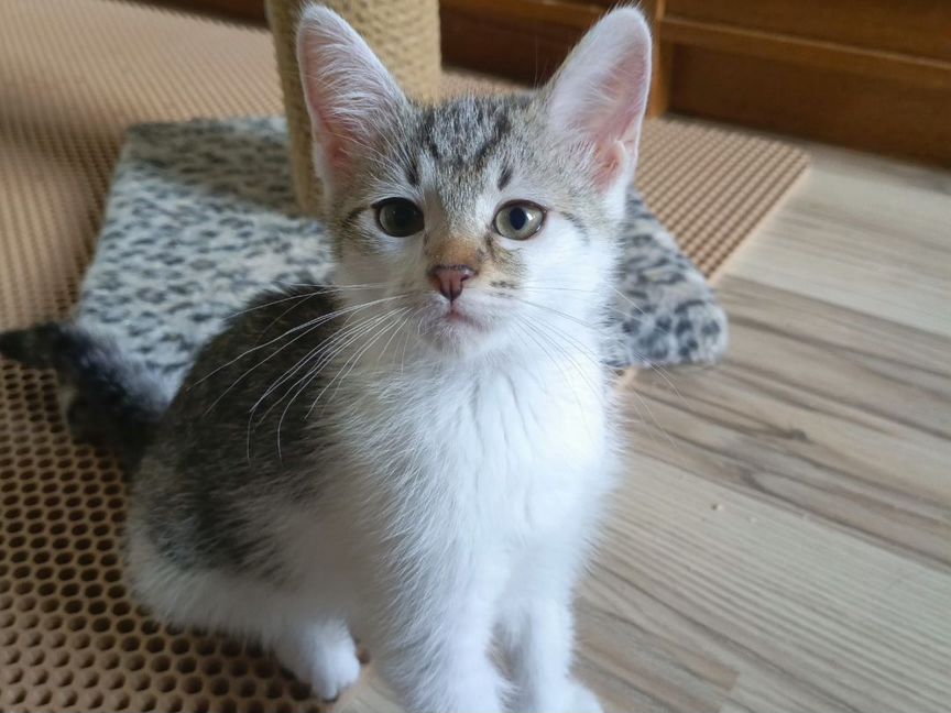 Кошки в добрые руки бесплатно