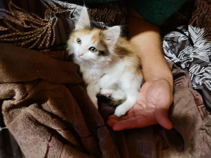 Кошечка в хорошие руки