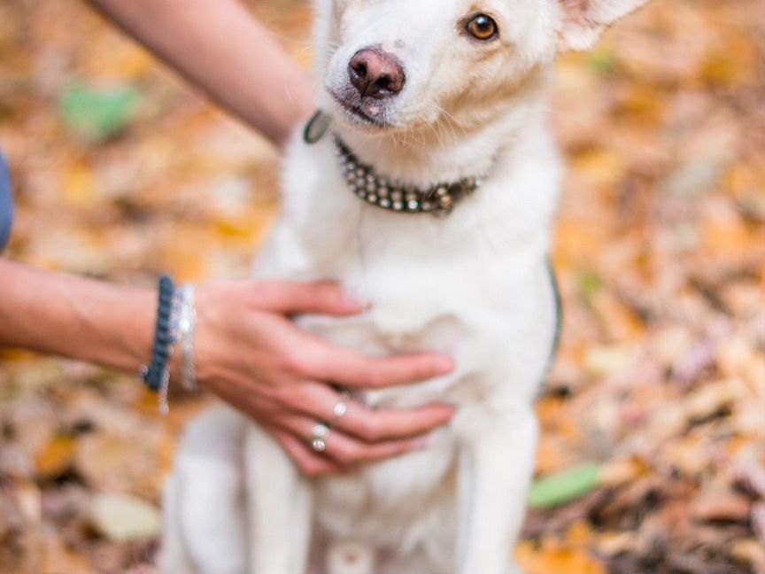 Небольшая собачка ищет хозяина