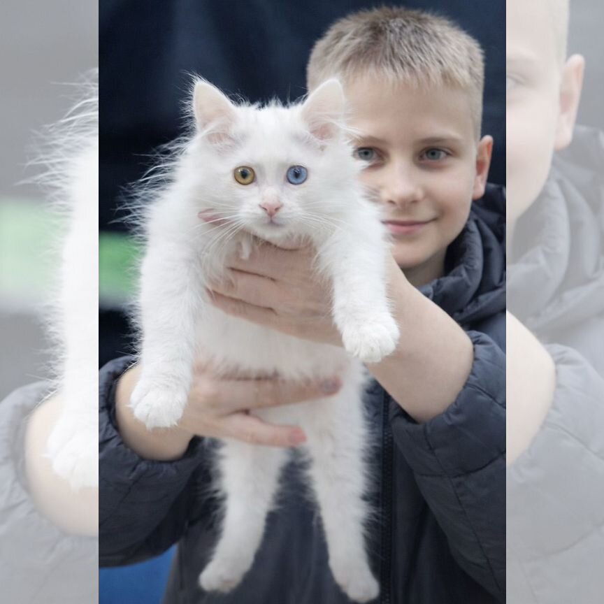 Курильский бобтейл длинношёрстный котёнок