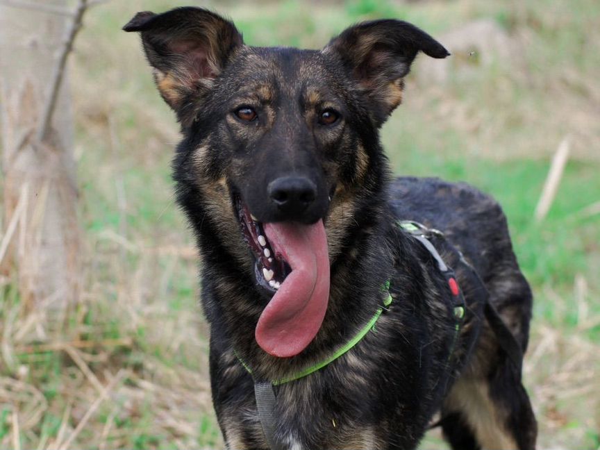 Очень ласковый ушастый пёс в добрые руки