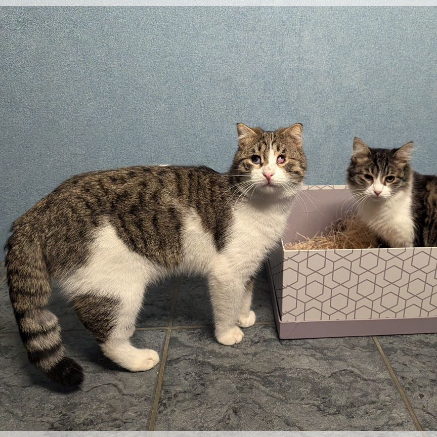 Особенная пара котят в надежде на чудо