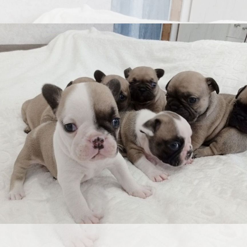 Французский бульдог, щенок