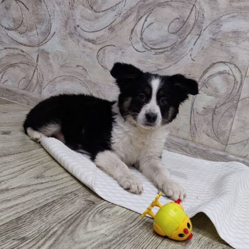 Отдам щенка в добрые руки