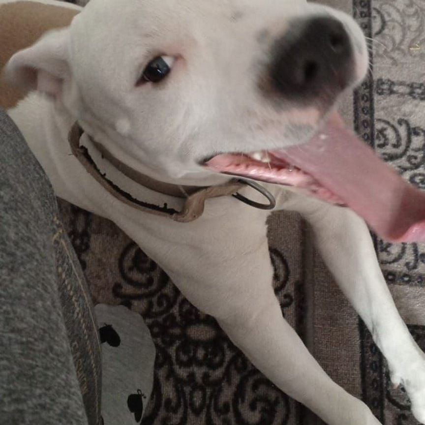 Вязка Стаффоширский терьер